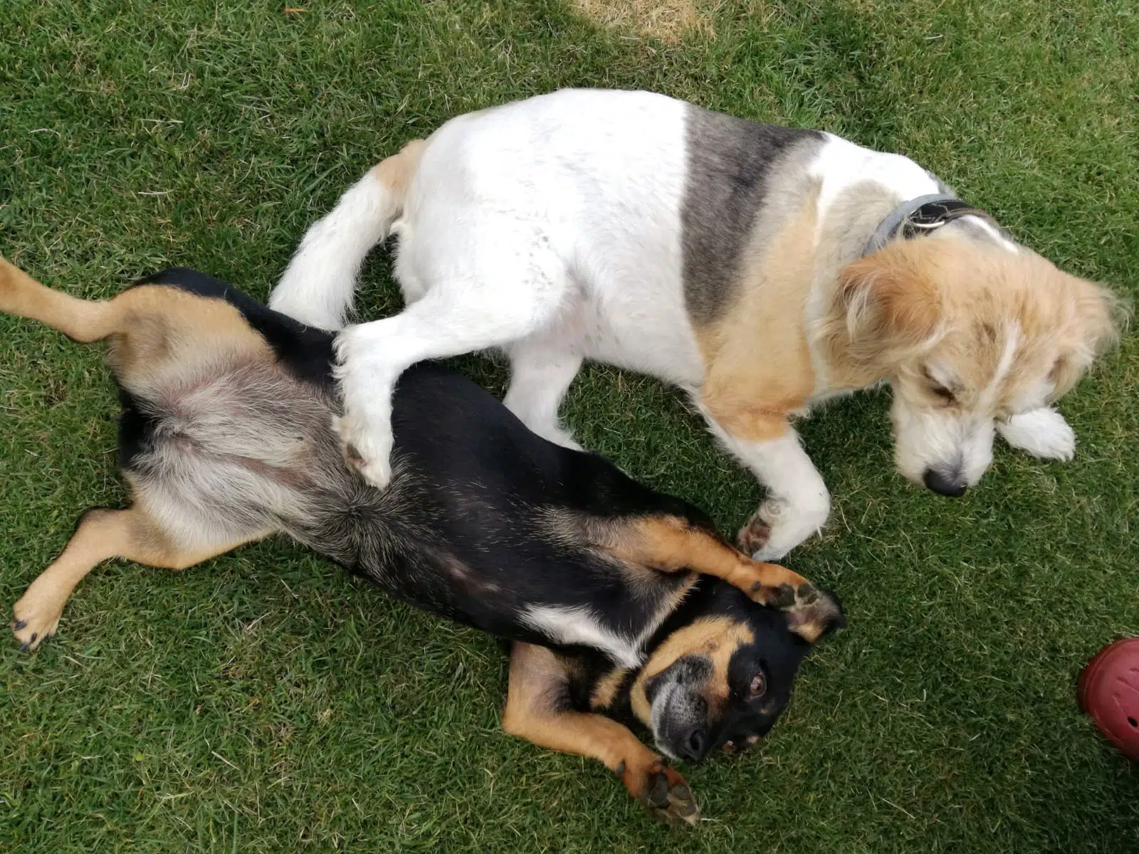 » Doggi – Zuhause gefunden - Hundevermittlung Fellfreunde.de e.V.